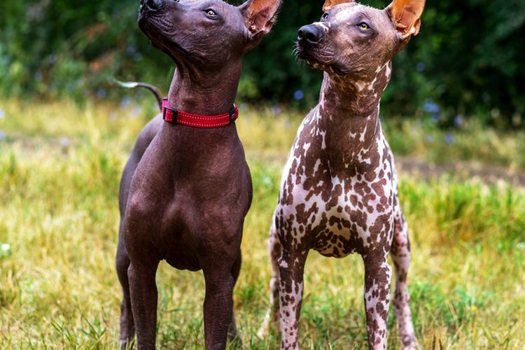 14 Ras Anjing yang Jarang Mengalami Kerontokan Bulu