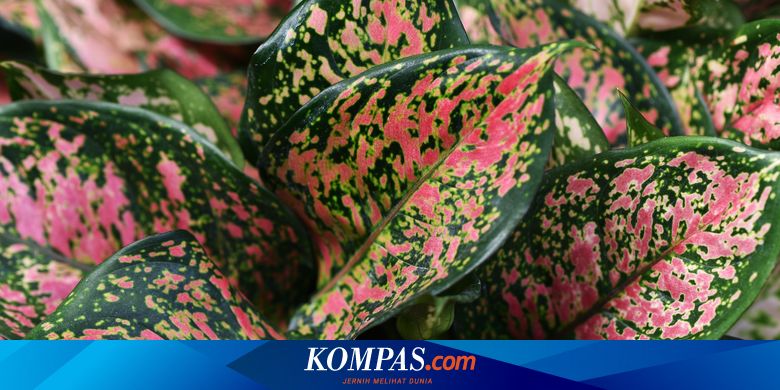 Kenapa Daun Aglonema Layu? Ini Penyebab dan Cara Mengatasinya