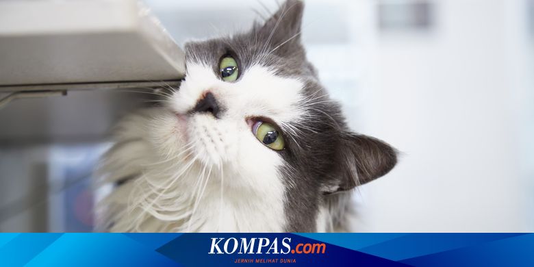 Berita Terkini Harian Gingivitis Pada Kucing Terbaru Hari Ini - Kompas.com