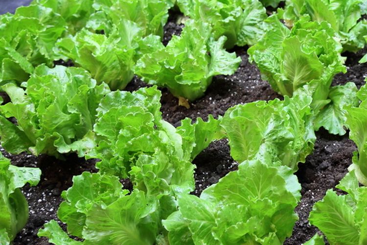 9 Tips Menanam Selada di Dalam Ruangan dengan Mudah