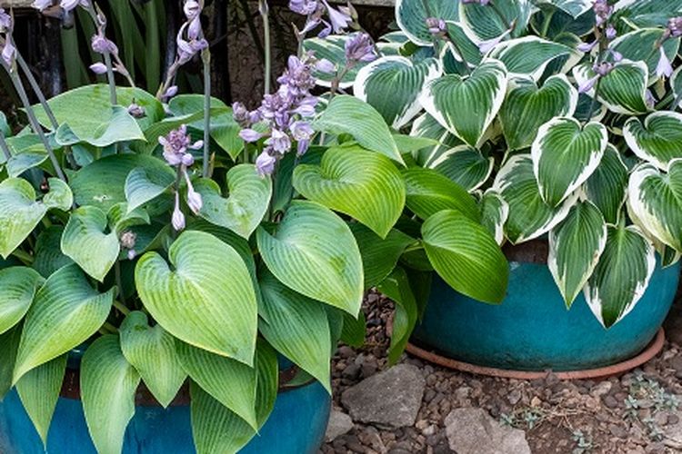 7 Cara Memanfaatkan Tanaman Hosta untuk Mempercantik Halaman Rumah