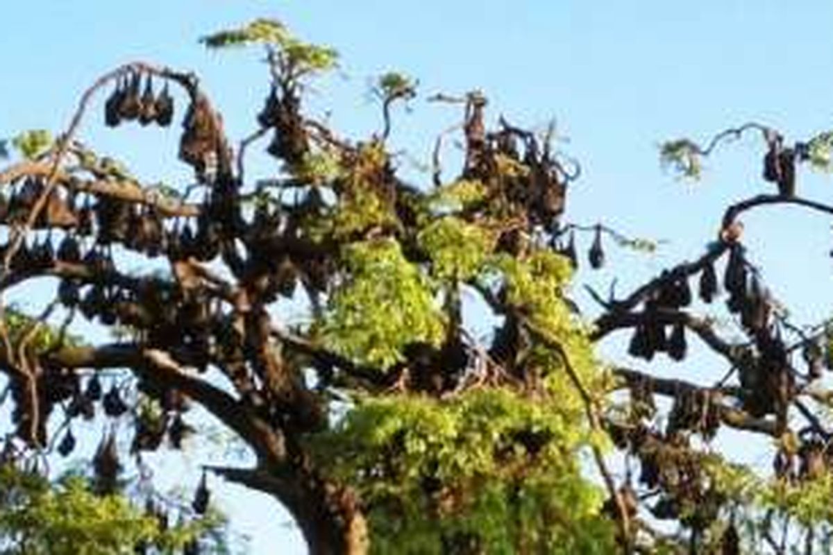 Dari Sungai hingga Kelelawar, Ini Andalan Pariwisata Soppeng