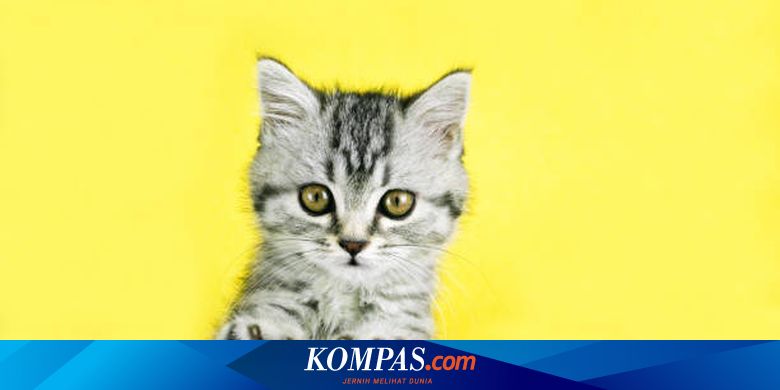 Berapa Lama Masa Hidup Kucing Tabi?