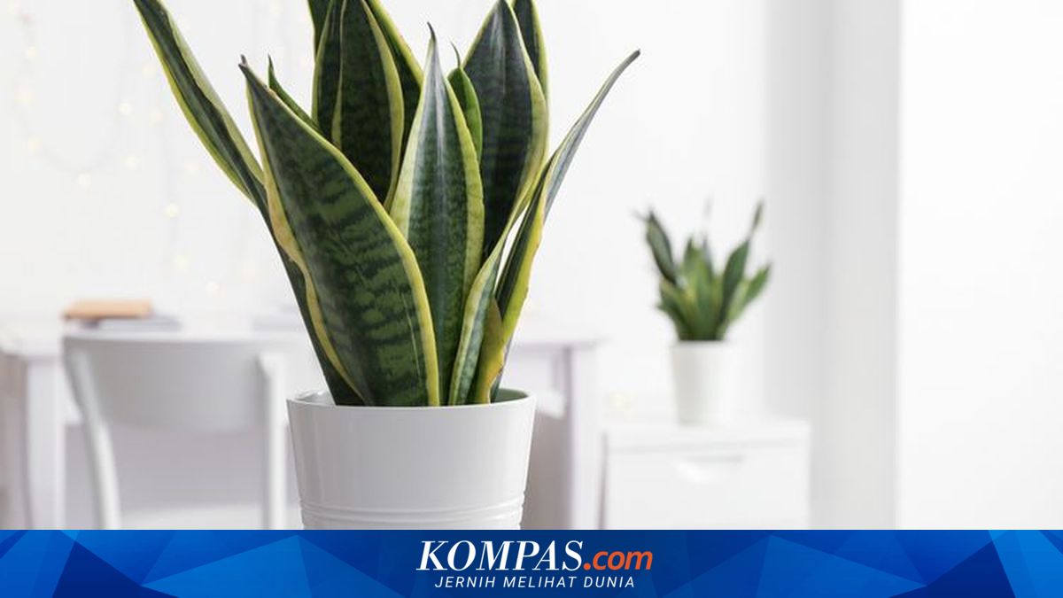 5 Penyebab Daun Lidah Mertua Mengkerut dan Cara Atasinya
