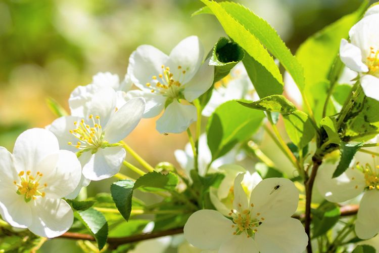 Arti Bunga Melati dan Cara Menanamnya di Rumah