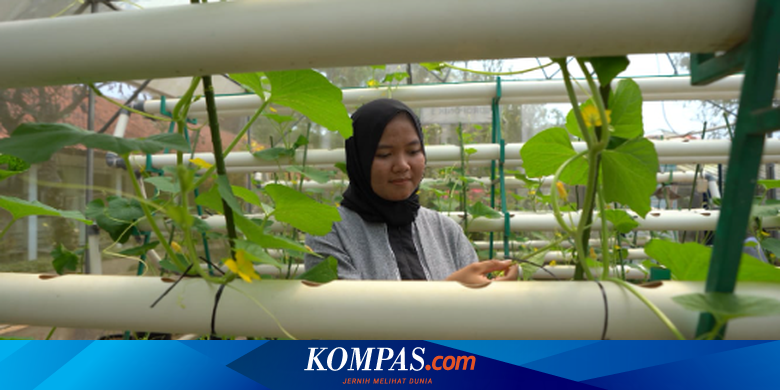 Cerita Alumnus SMKN 2 Subang, Sukses Binis Sayur Beromzet Jutaan Rupiah