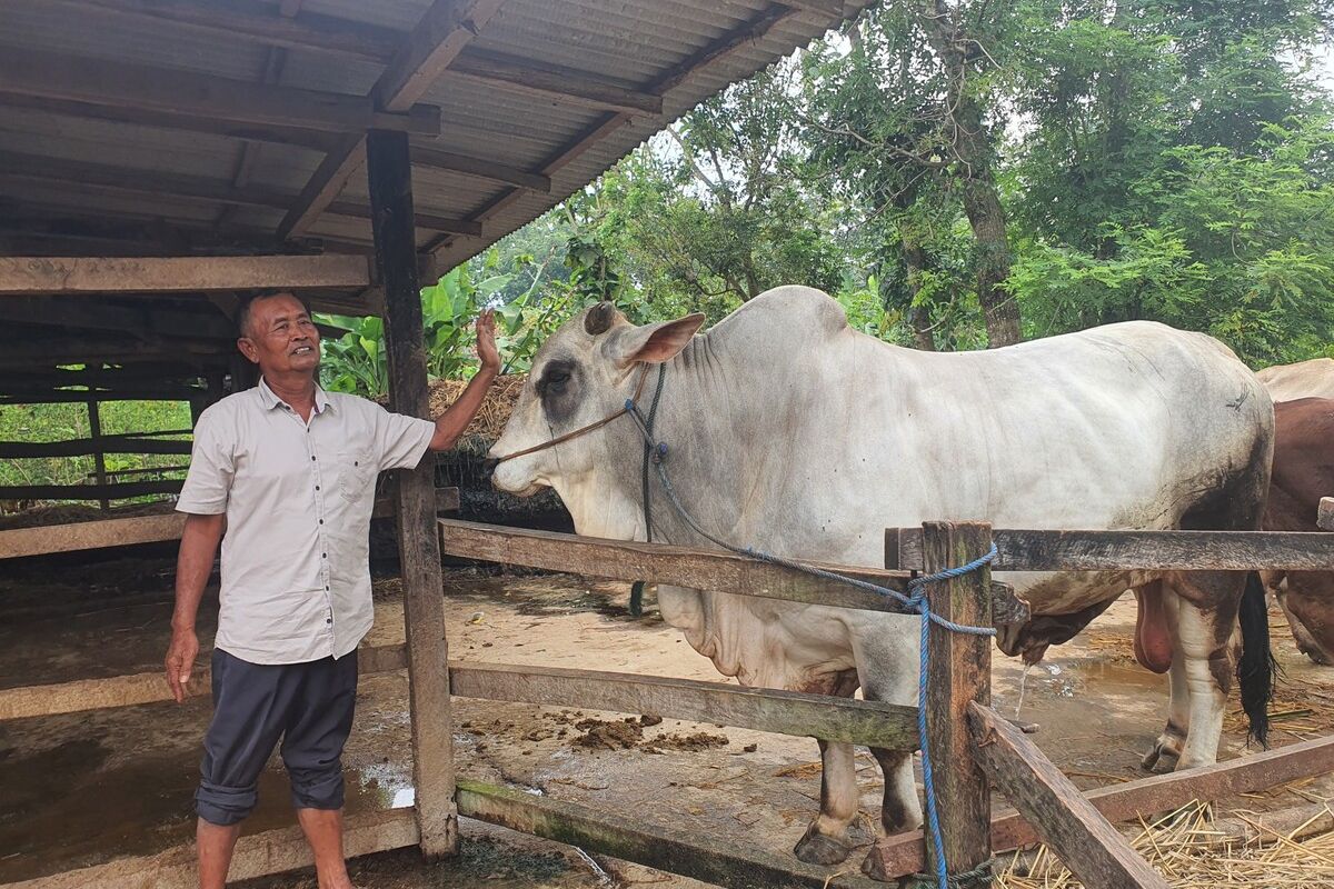 Seno, Sapi Kurban Prabowo Asal Gunungkidul, Mandi dan Makan Buah Setiap ...