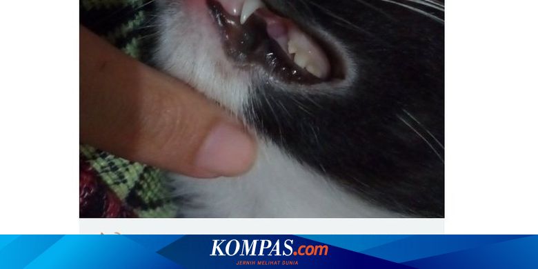 Muncul Bercak Hitam di Mulut Kucing, Apakah Berbahaya?