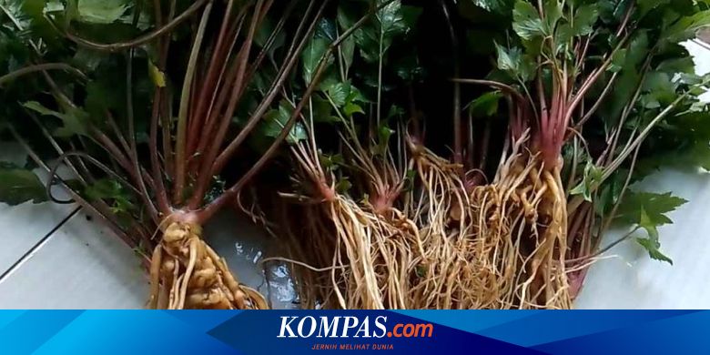 Mengenal Purwaceng, Herbal Khas Dieng yang Banyak Dikonsumsi Pria