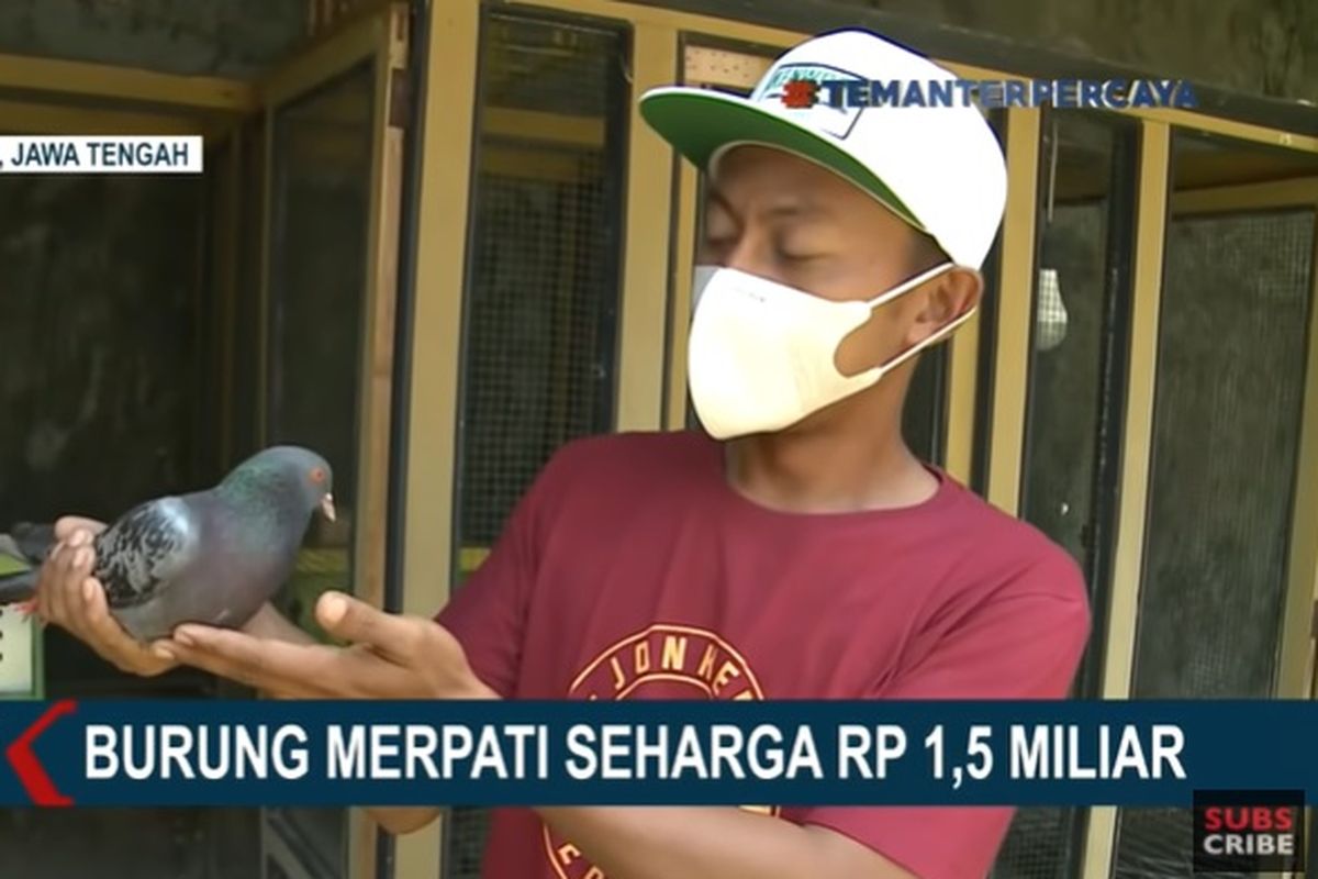 Merpati Kesayangan Laku Rp 1,5 M, Juned Beberkan Rahasia Melatih hingga ...