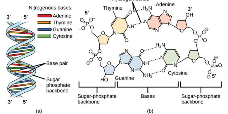 Mengenal Susunan Molekul DNA dan Penjelasannya