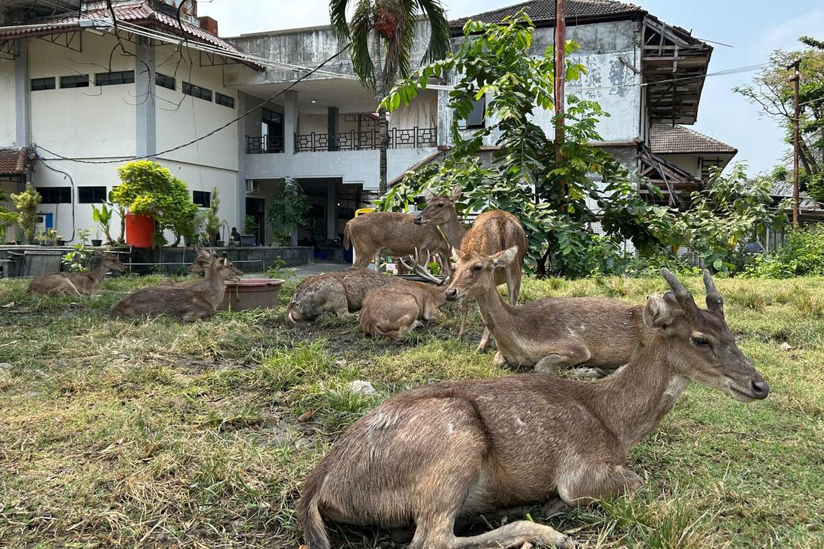 Imbas Makan Sampah Plastik, 15 Ekor Rusa Taman Sriwedari Solo ...