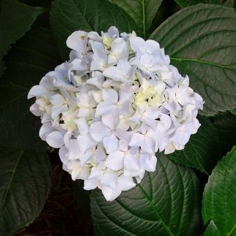 7 Tanaman Hias Berbunga Putih, Elegan dan Menenangkan