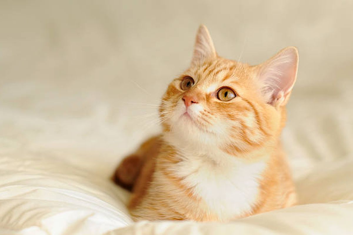 5 Fakta Kucing "Oren" yang Jarang Diketahui, Apa Saja?