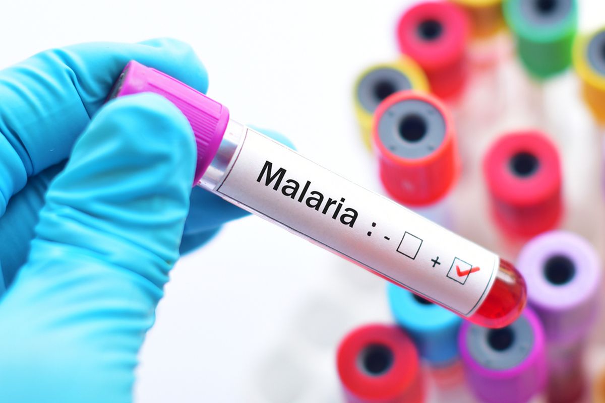 Riset BRIN: Limpa Bisa Jadi Tempat Persembunyian Parasit Malaria