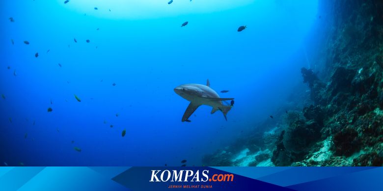 Bayi Hiu di Akuarium AS Lahir di Habitat Tanpa Pejantan, Kok Bisa?