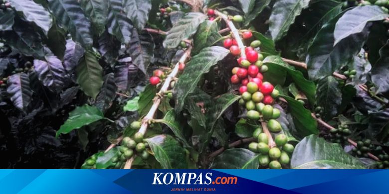 Profesor UB Ciptakan Teh dari Daun Kopi untuk Pereda Stres dan Relaksasi