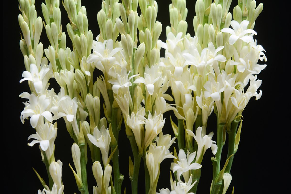 Flora dan Fauna Identitas Jawa Timur