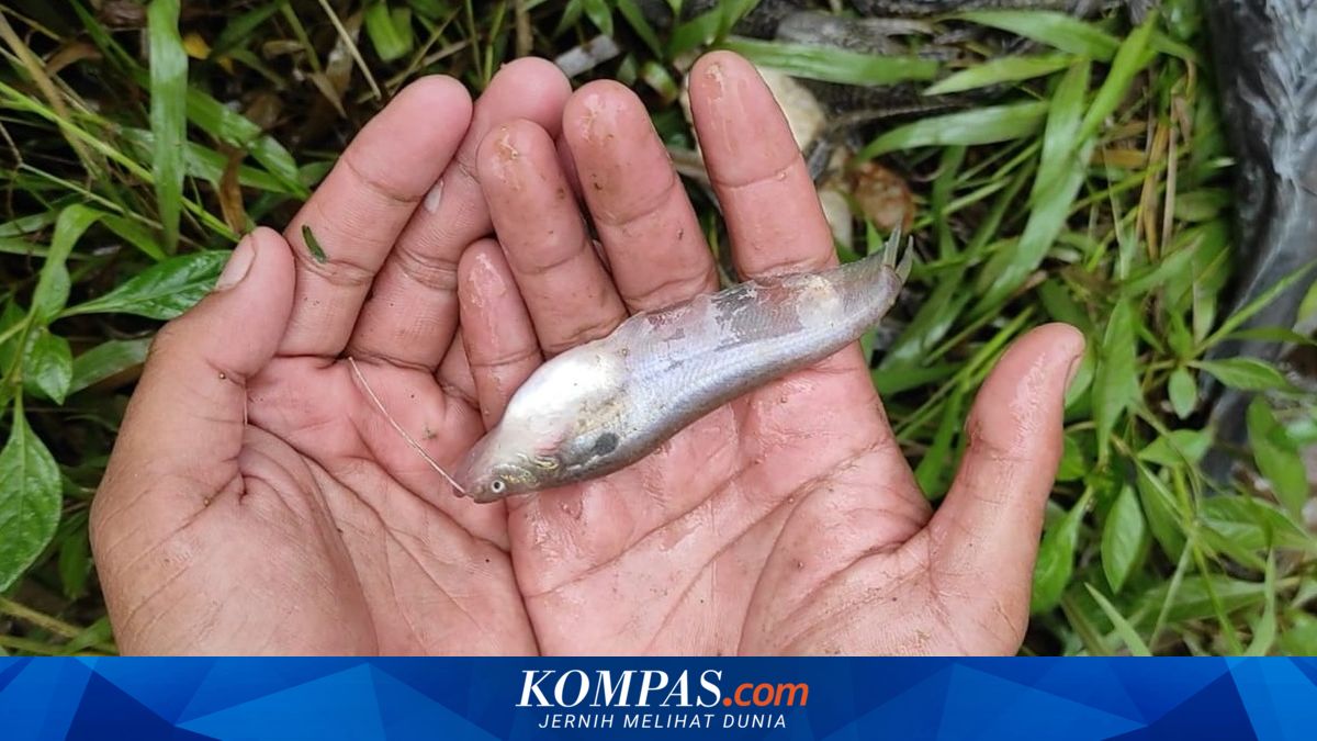 Ikan Endemik Sungai Citarum Terancam, Pencemaran dan Ikan Invasif Jadi ...
