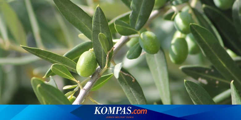 Studi Sebut Manusia Tanam Pohon Zaitun Pertama Kali 7.000 Tahun Lalu