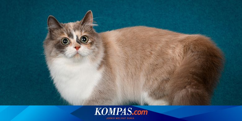 6 Fakta Menarik Kucing Munchkin, Kaki Pendek dan Ras Kontroversial