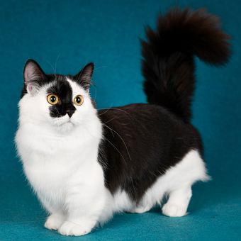 7 Ras Kucing Kecil, Unik dan Menggemaskan