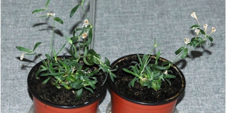 7 Tanaman Tertua di Dunia, Ada yang Berusia 80.000 Tahun