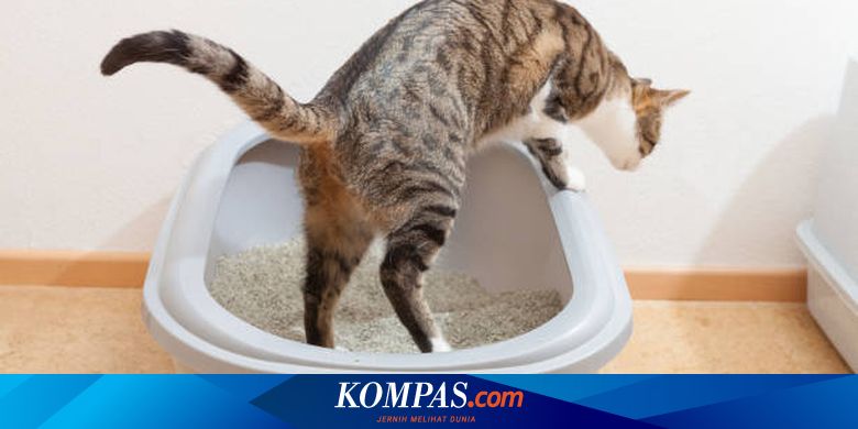 7 Penyebab Sembelit pada Kucing Peliharaan, Pemilik Wajib Tahu