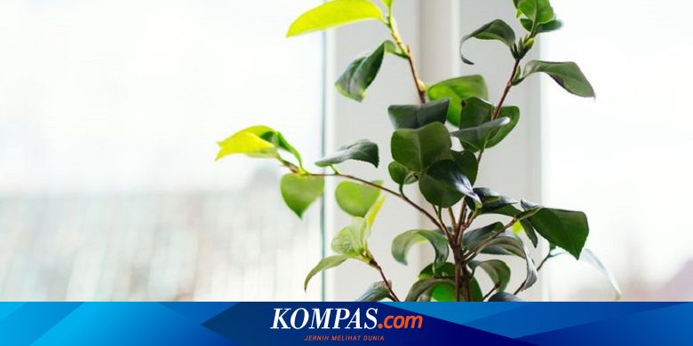 Trik Mendekorasi Ruangan Tanpa Jendela agar Lebih Terang