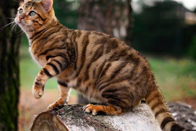 Mengenal Kucing Toyger yang Mirip Harimau, Tertarik Memeliharanya?