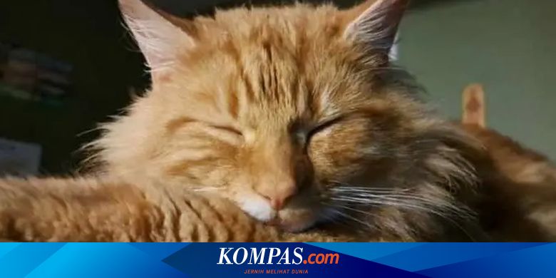 Alasan Kenapa Kucing Oranye Jantan Berjiwa Petualang, Ini Kata Pakar ...