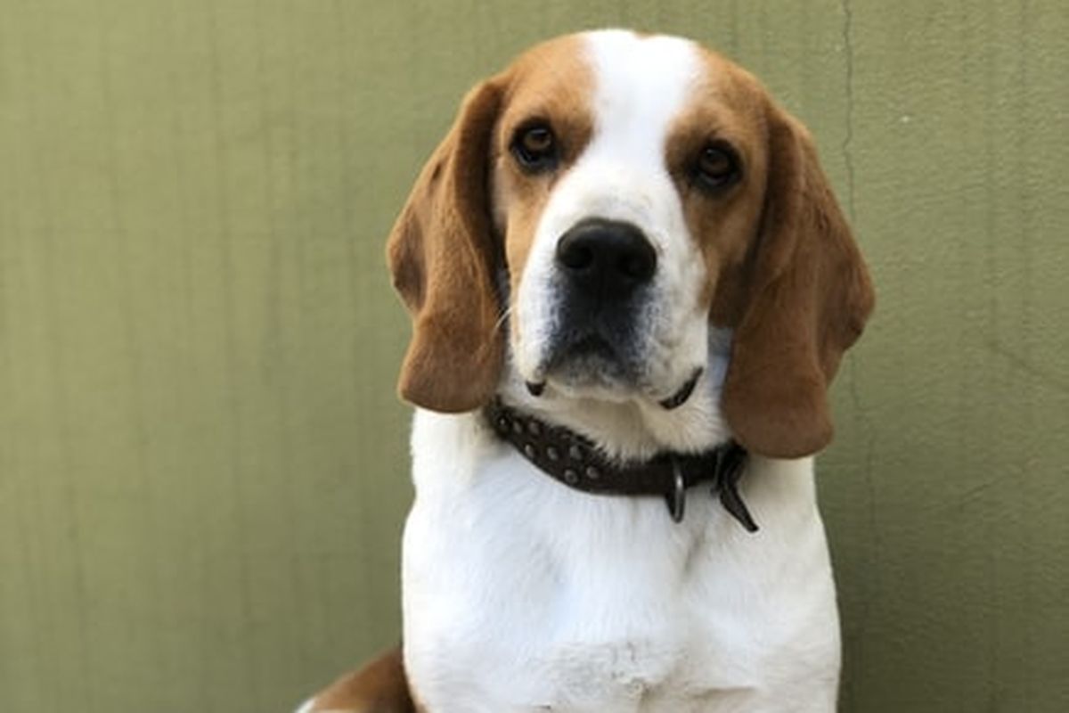 8 Ras Anjing Populer dari Inggris, Awalnya untuk Berburu dan Bekerja