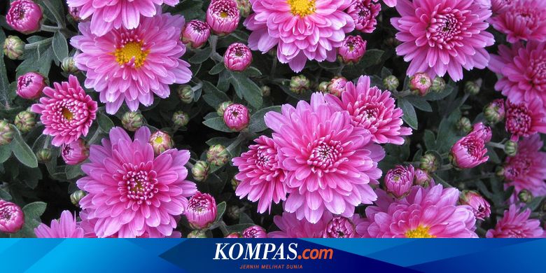 7 Arti Bunga Krisan Berdasarkan Warnanya