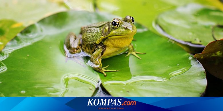 Sistem Pernapasan Kodok untuk Hidup di Dua Alam