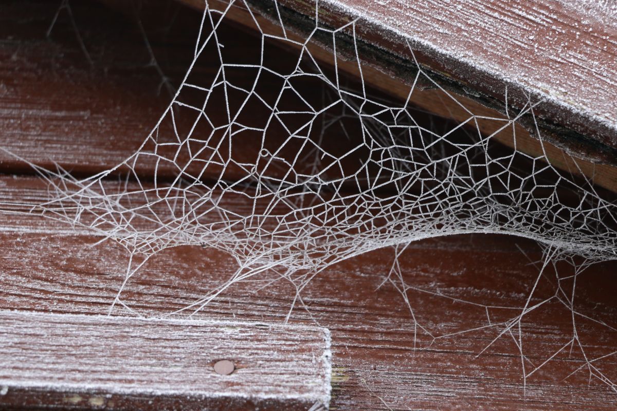 Cara Membasmi Sarang Laba-laba di Rumah dengan Aman