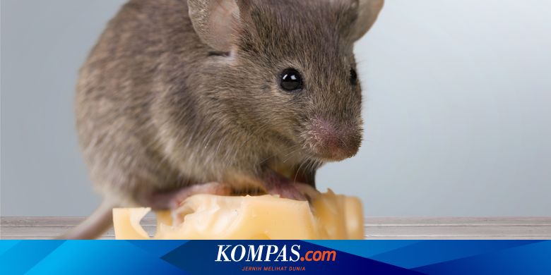 5 Fakta yang Perlu Diketahui tentang Tikus di Dapur