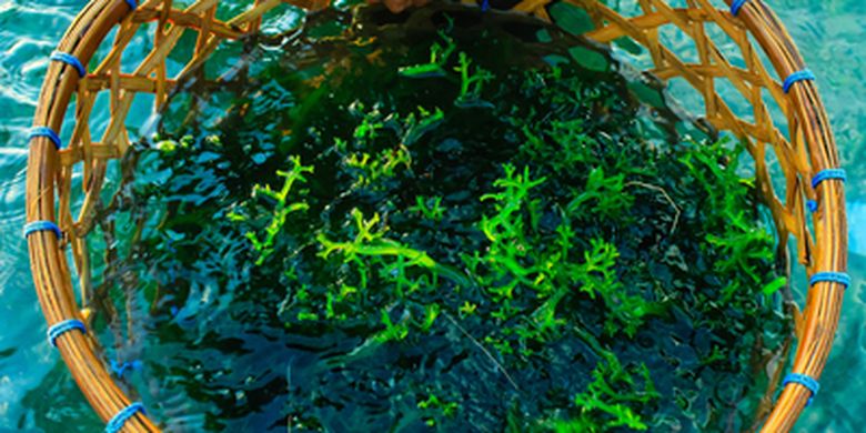 Tentang Rumput Laut, Salah Satu Penanda Budaya