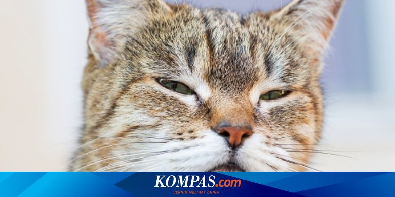 Bisakah Kucing Demam, Flu, dan Batuk Seperti Manusia? Ini Penyebabnya