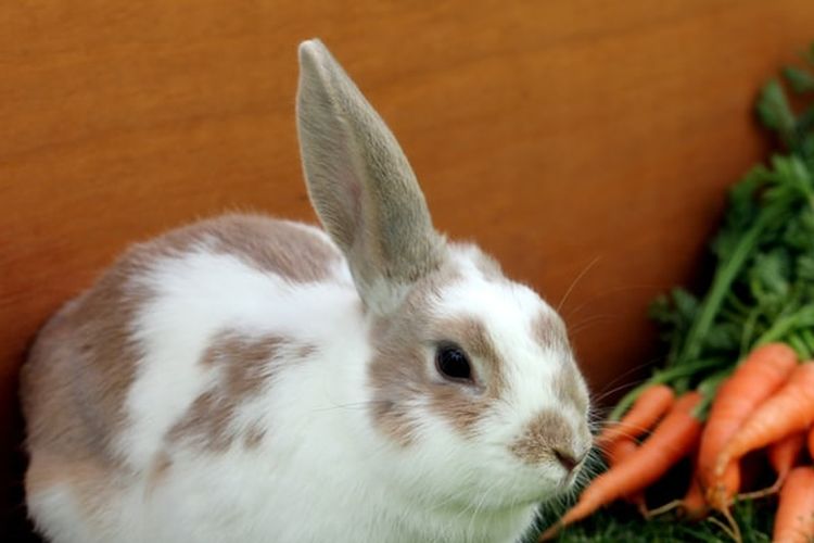 8 Fakta Menarik Kelinci Anggora, Ras Tertua dan Berbulu Halus