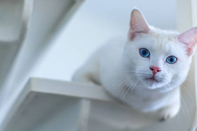 Mengenal Kucing Anggora: Karakteristik dan Cara Perawatannya