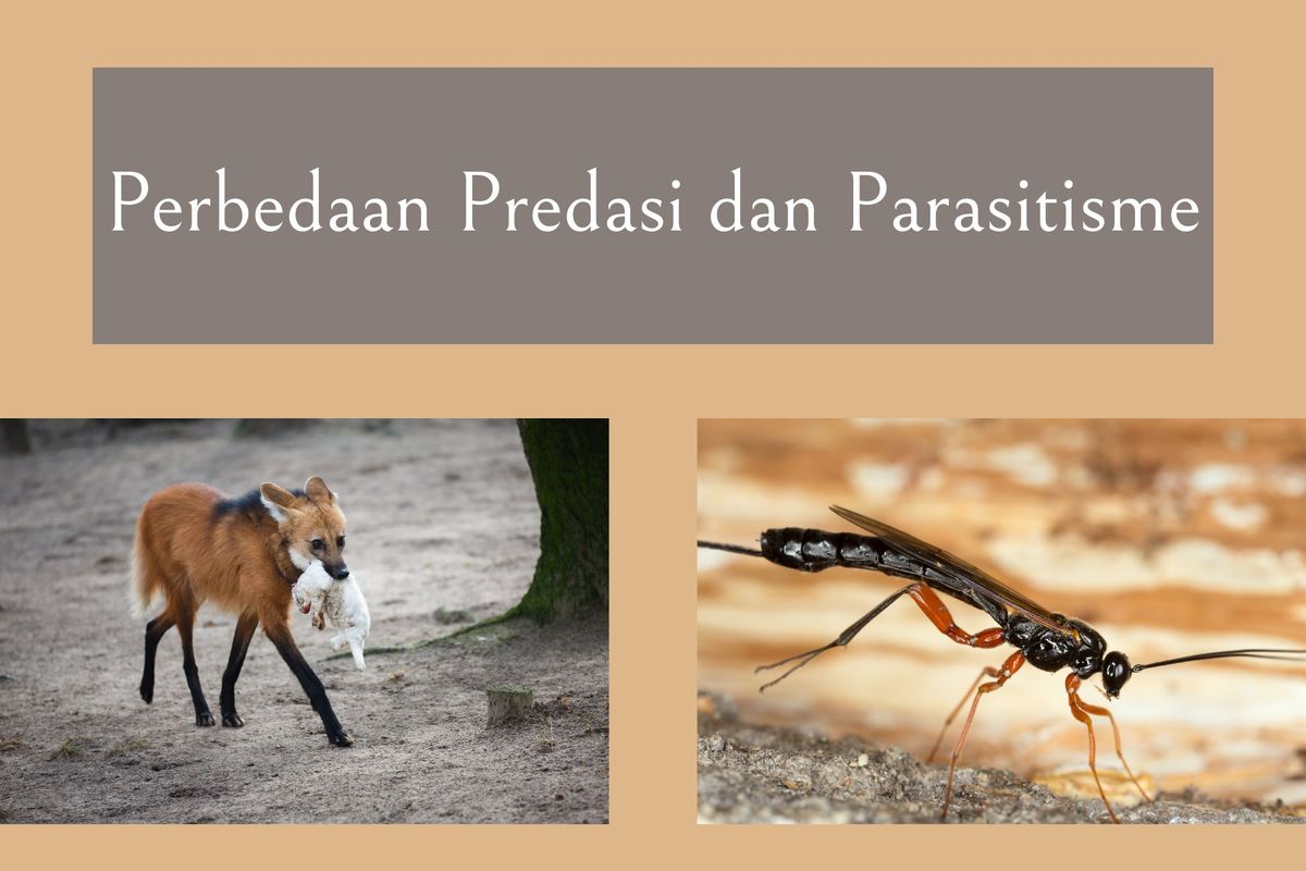 Perbedaan Predasi dan Parasitisme