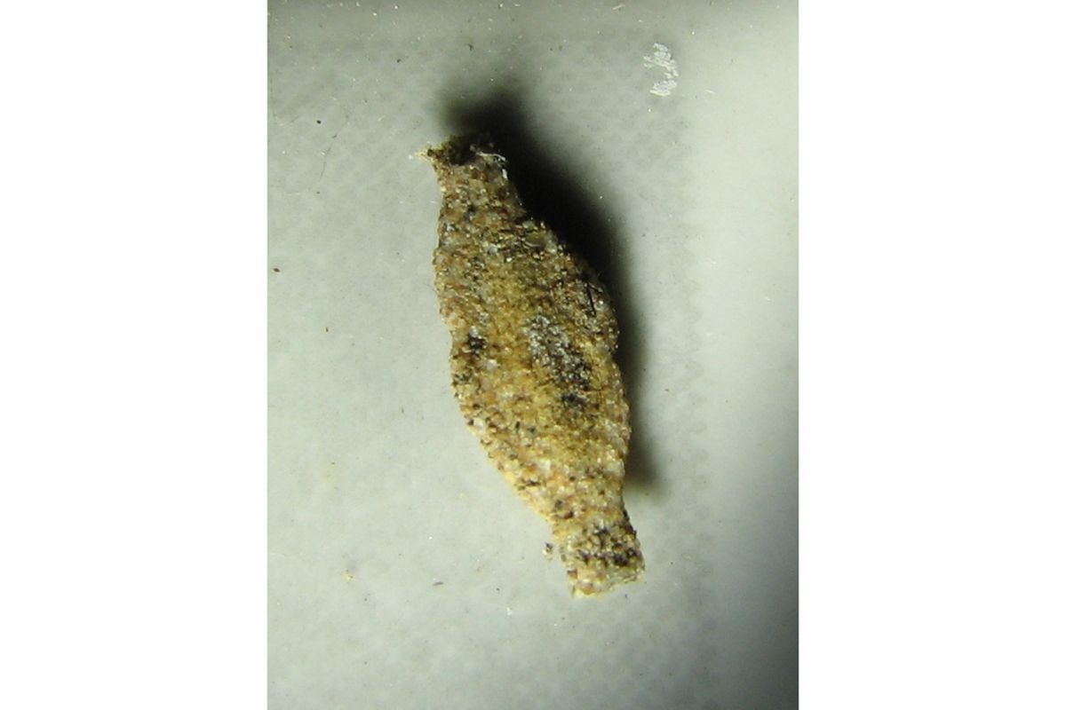 5 Cara Membasmi Kamitetep, Hama Mirip Debu yang Sering Muncul di Rumah