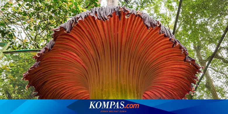 Ketika Warga London Rela Antre untuk Mencium Aroma Bunga Bangkai...