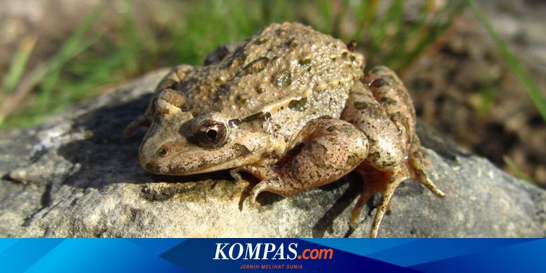 Kenapa Kodok Bersuara?