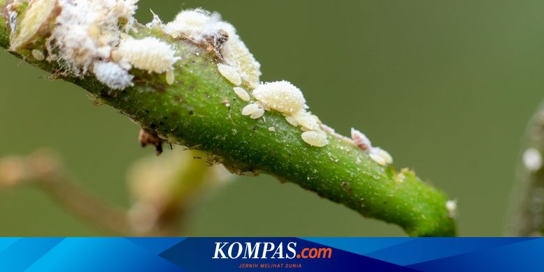 Mengenal Apa itu Hama dan Penyakit Tanaman