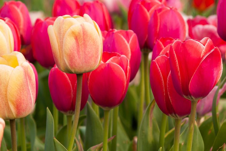 Bunga Mawar Vs Tulip, Mana yang Terbaik Ditanam di Taman Rumah?