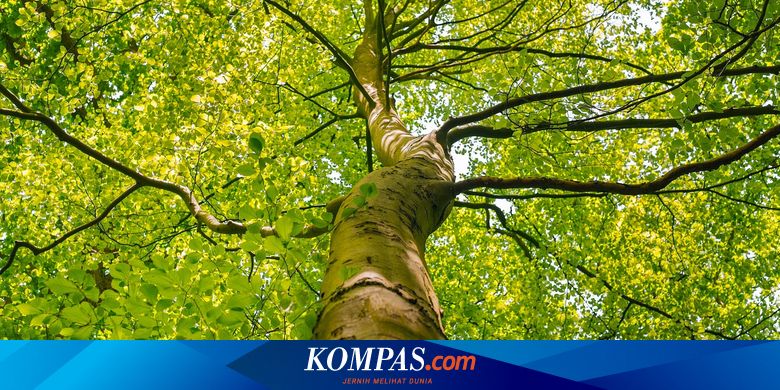 Pekarangan Rumah Terasa Panas? Coba Tanam Pohon-pohon Ini