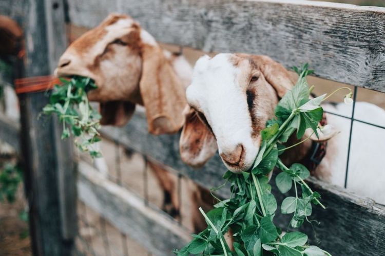 Berapa Usia Kambing Kurban Idul Adha? Ini Syaratnya