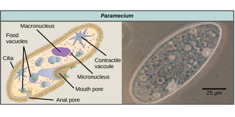 4 Jenis Vakuola beserta Fungsinya