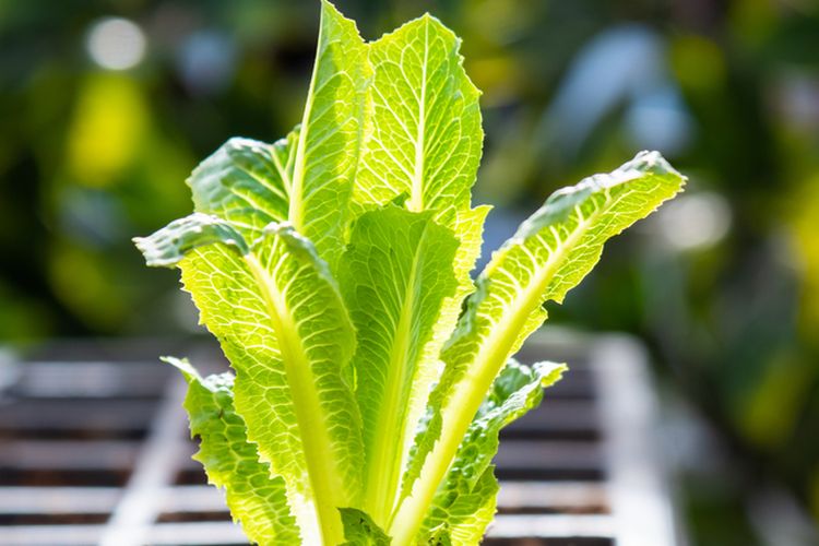 Cara Menanam Selada di Pot dan Polybag, Bisa Dilakukan di Rumah